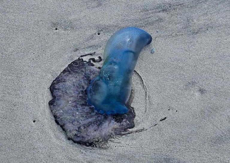 Strong currents in Myrtle Beach are washing venomous wildlife on shore