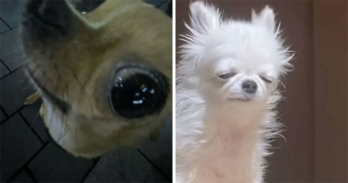 58 times animals were caught doing something uniquely weird