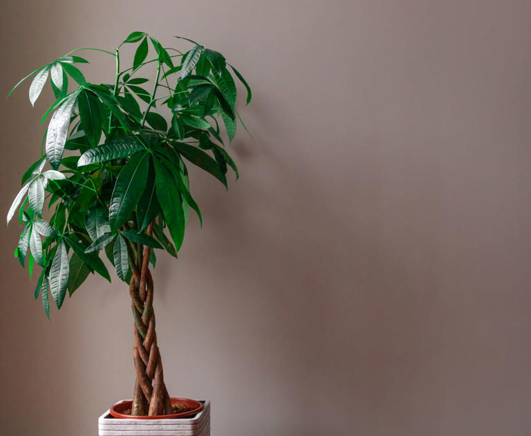 The one thing your money tree needs to thrive