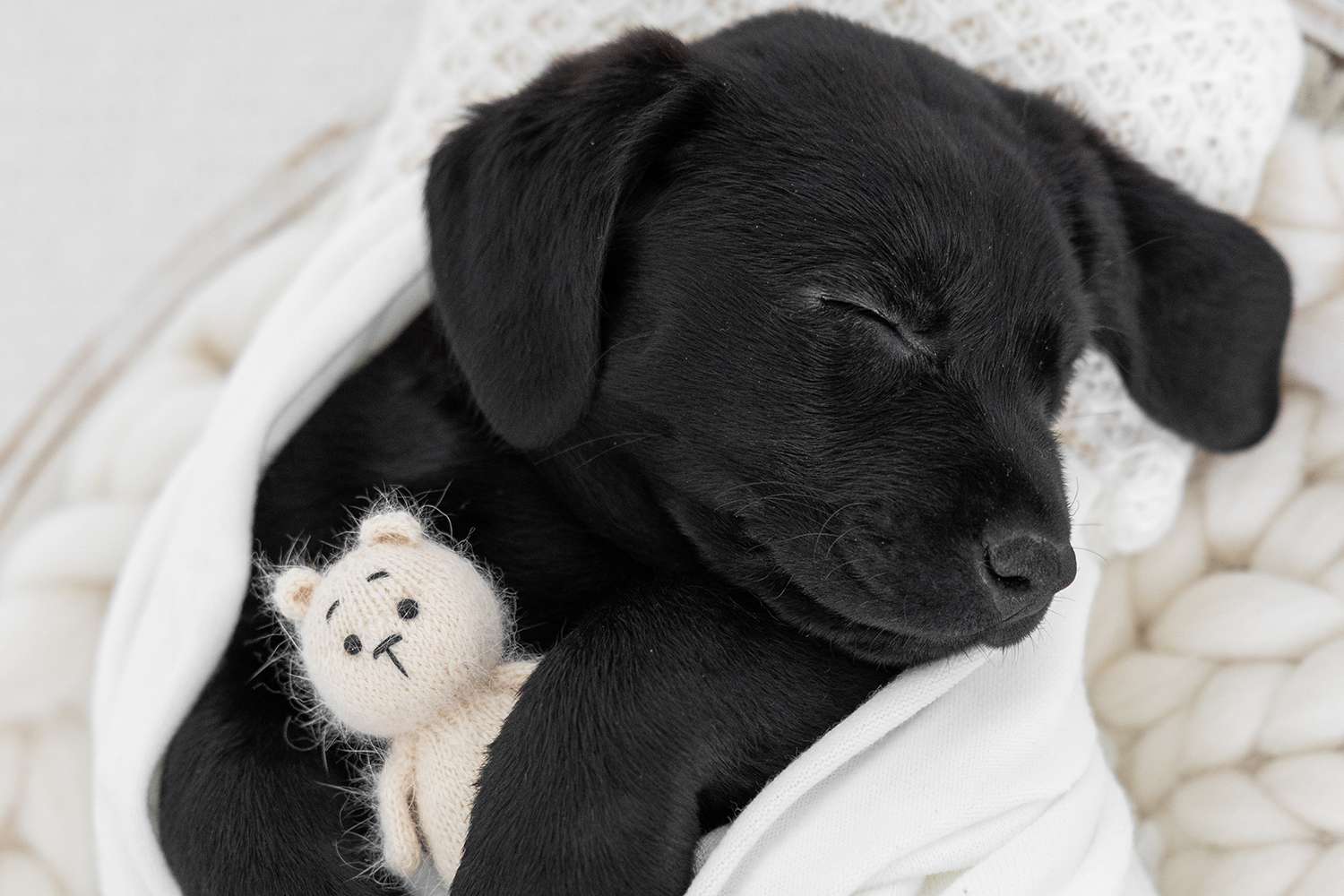 Puppy preparing to become a service dog treated to an adorable newborn ...