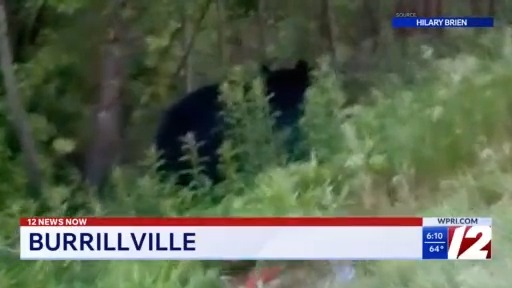 Bear sighting reported by 12 News viewer in Burrillville