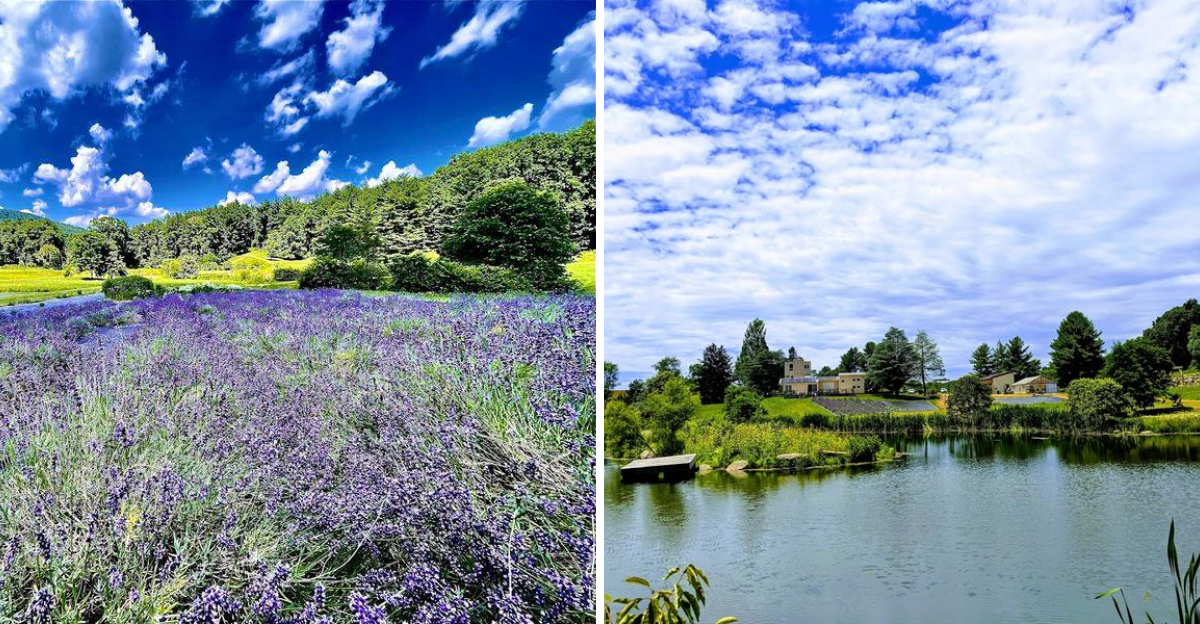 This Maryland lavender farm will convince you you’ve wandered into ...