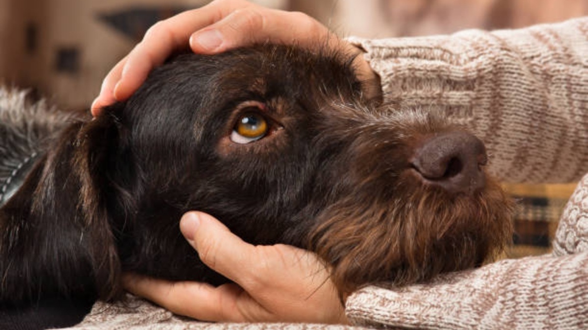 8 habits dogs only develop with people they love deeply