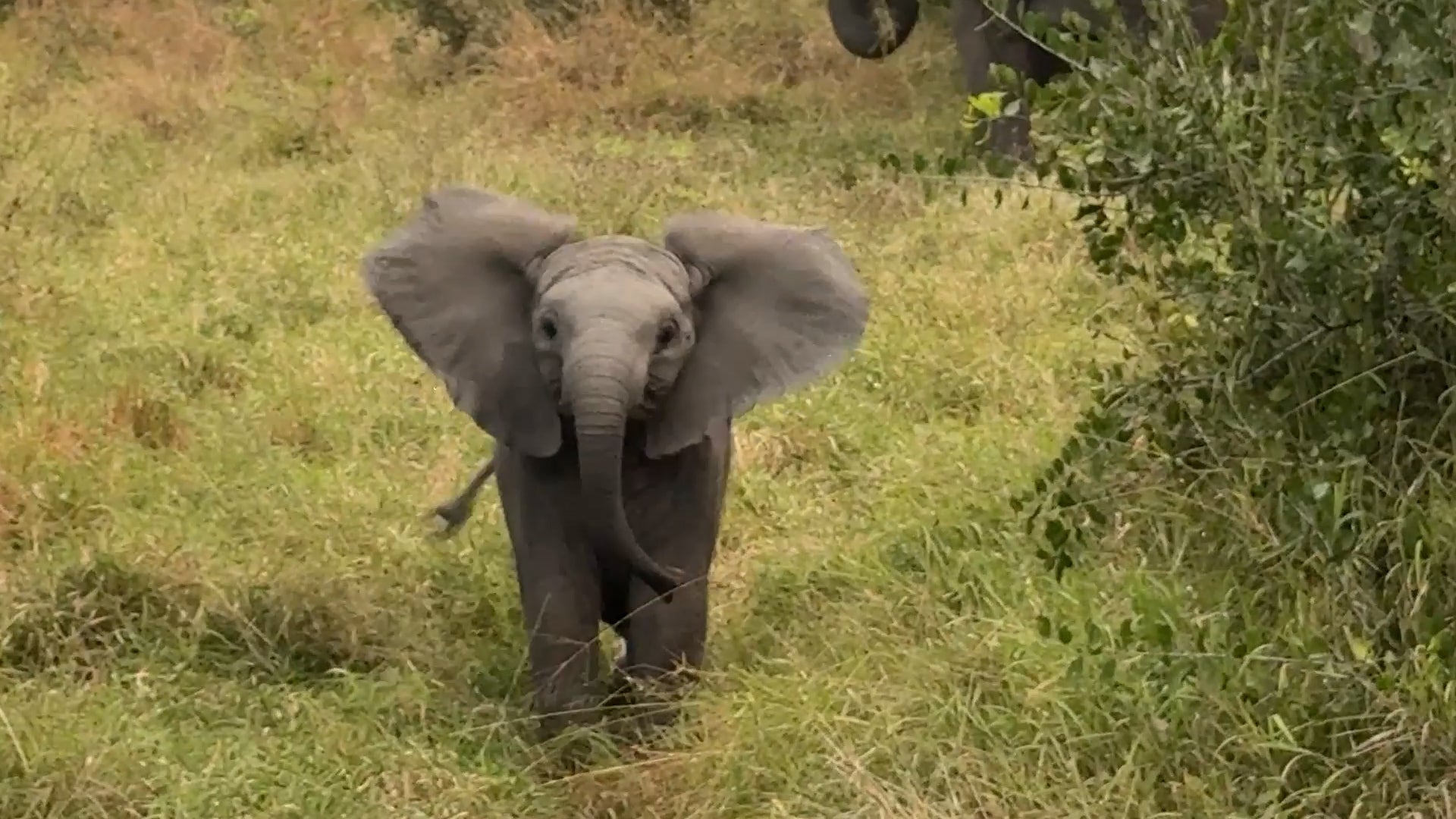 Adorable baby elephant charges safari tourists