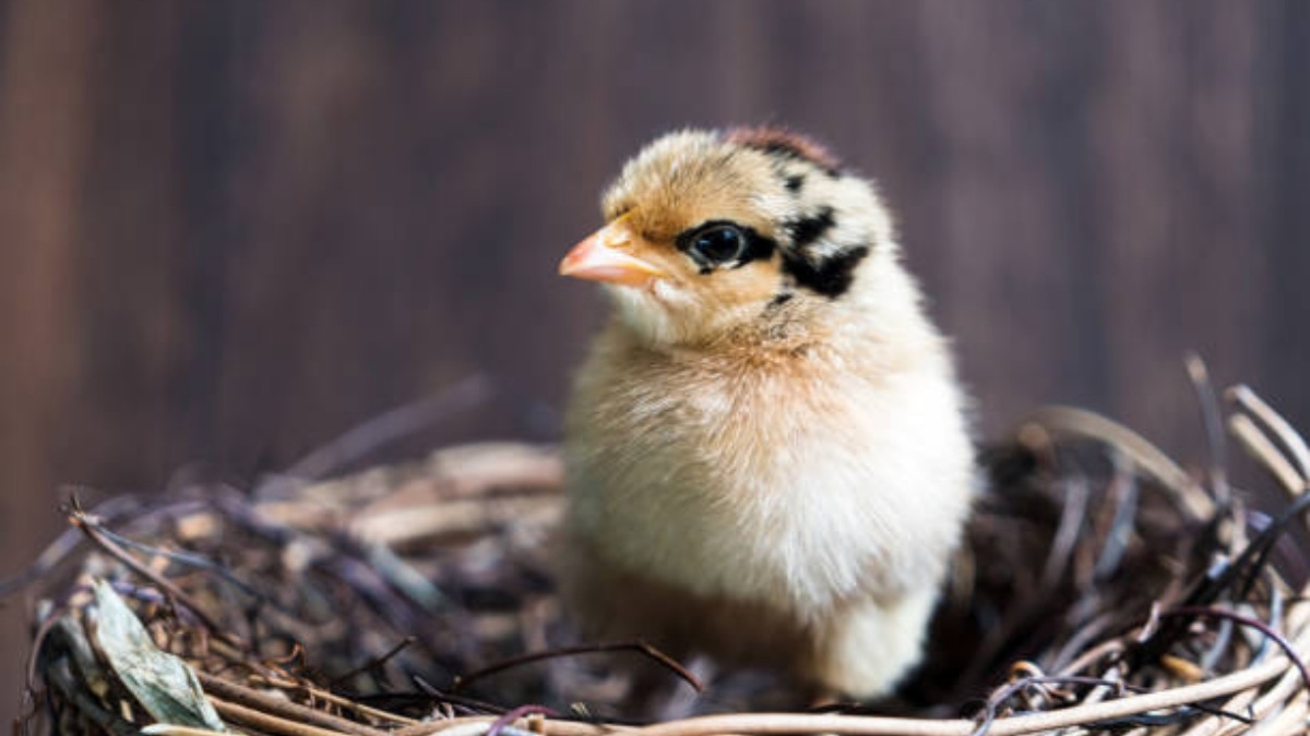 What seemed like science fiction has already happened: 26 chicks hatch ...
