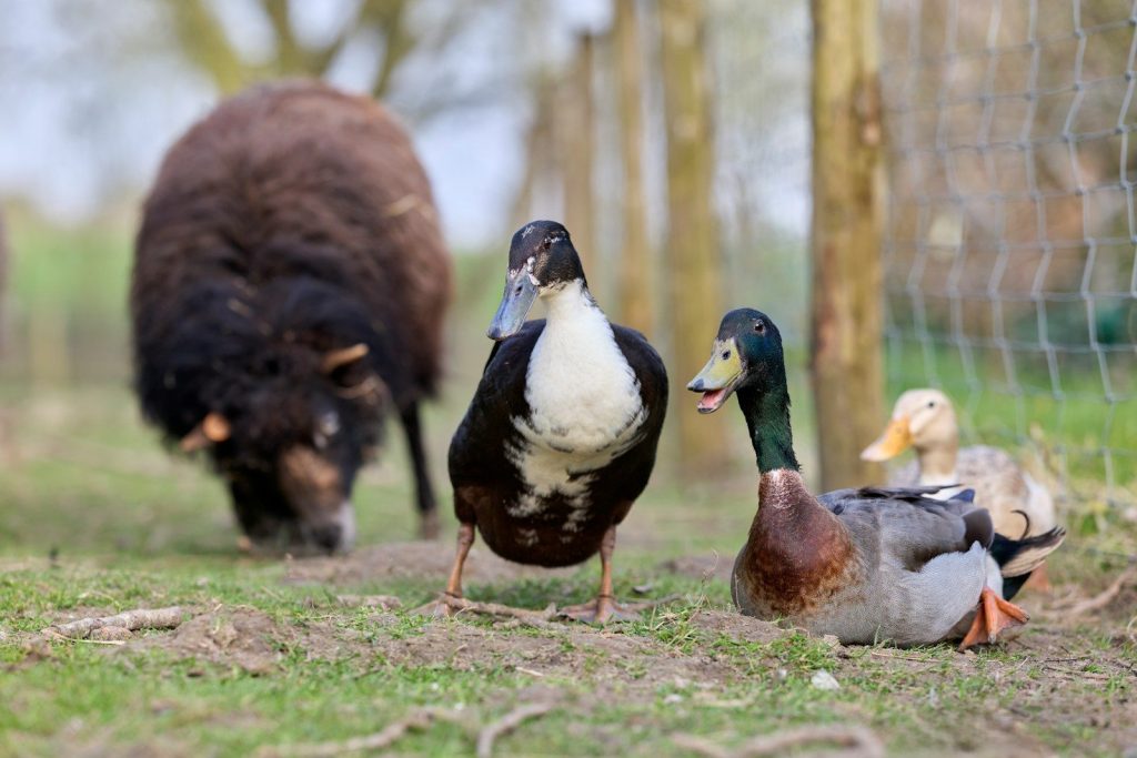 Cows shock farmer by protecting wild duck eggs from predators