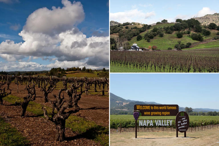 Napa Valley nightmare as experts warn wineries could run dry ...