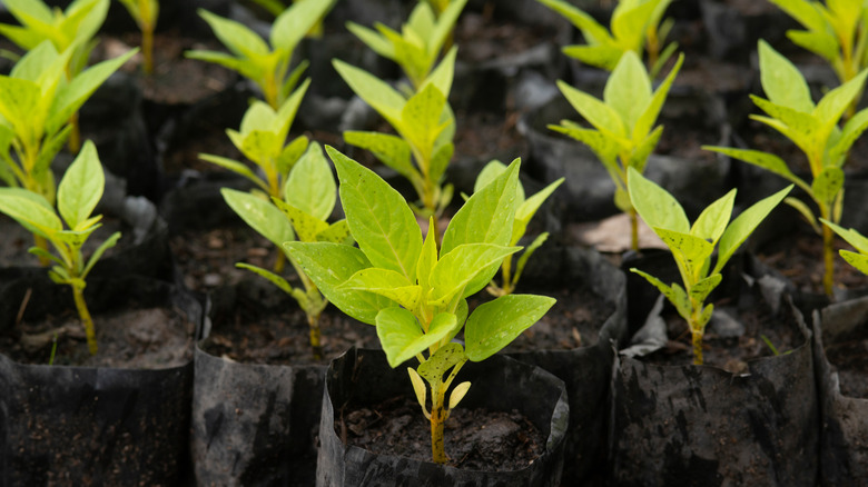 This simple kitchen item transforms potted plants into mini greenhouses