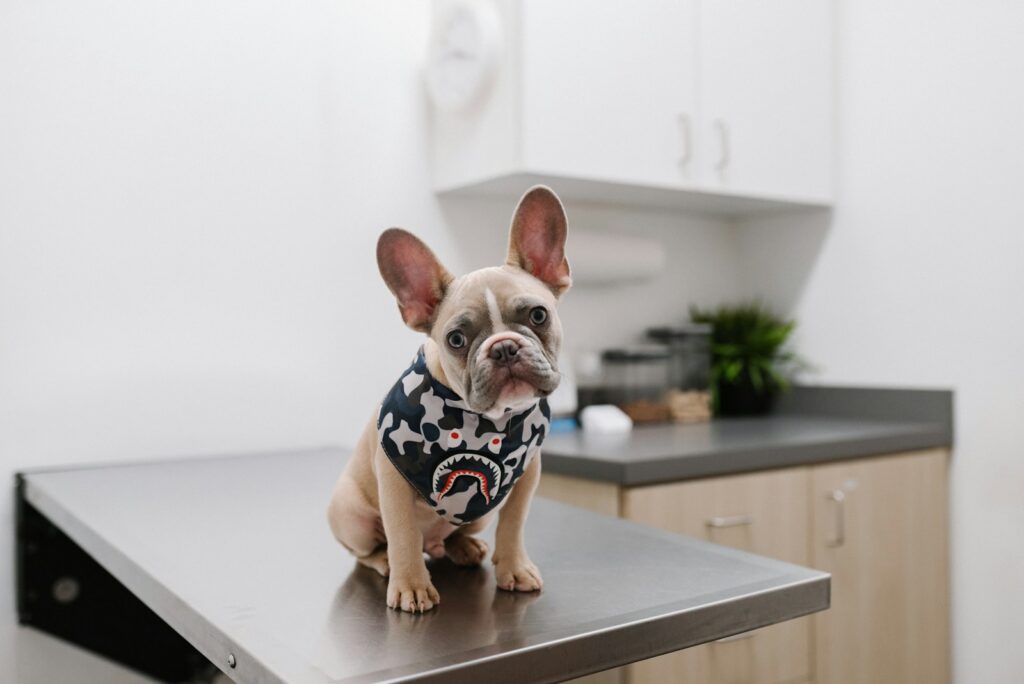 10 realities of fostering a dog (before you commit)