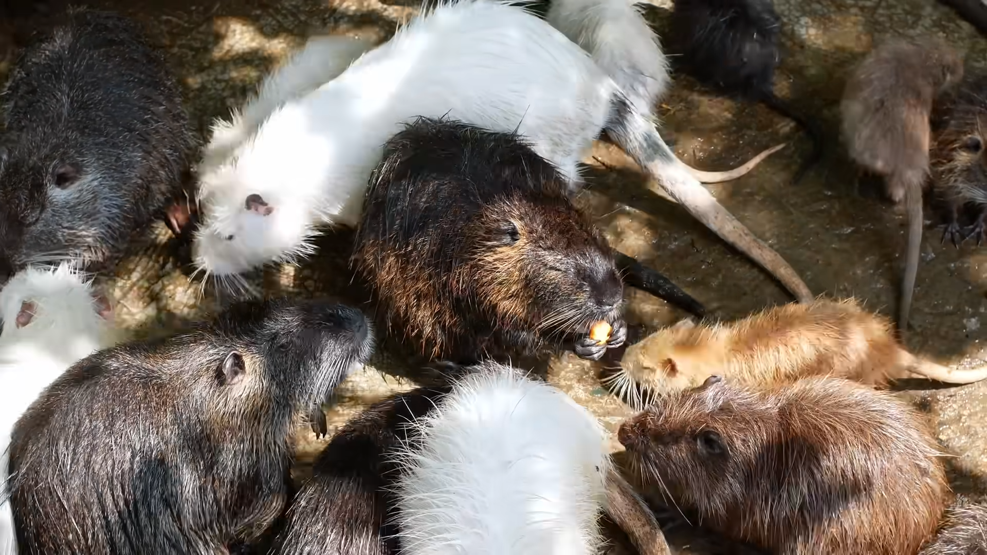 These strange creatures are taking over the planet - and humans helped ...