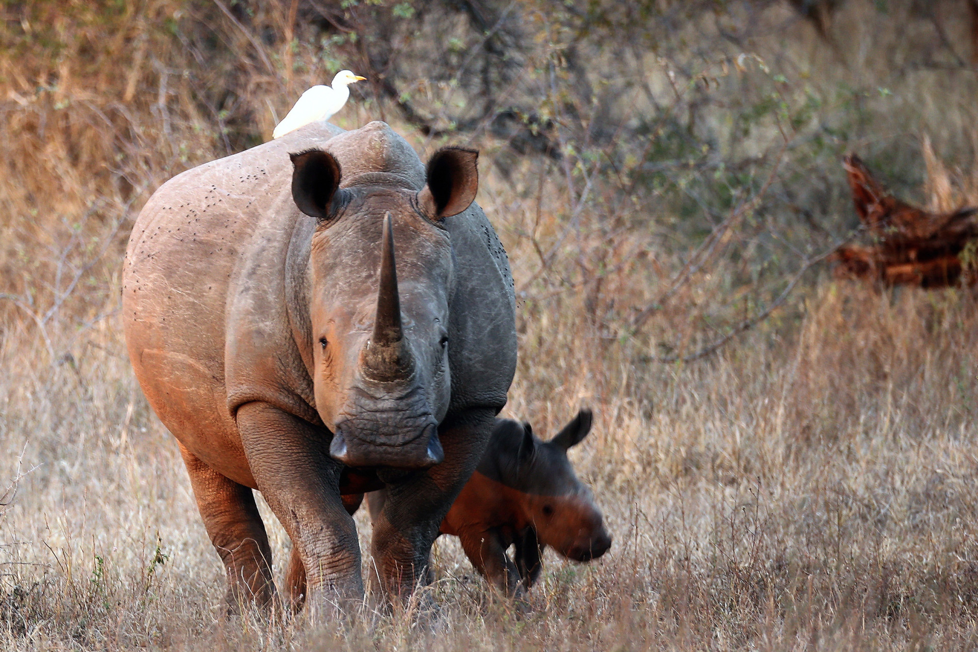 Herbivores that can kill predators