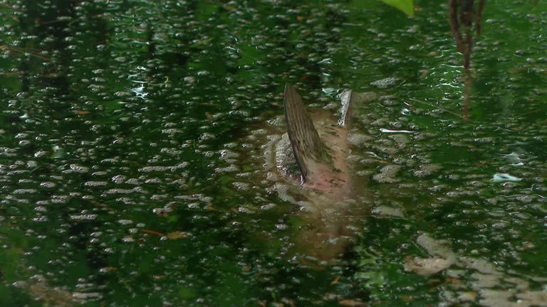 Why are there so many dead fish in Boston ponds?