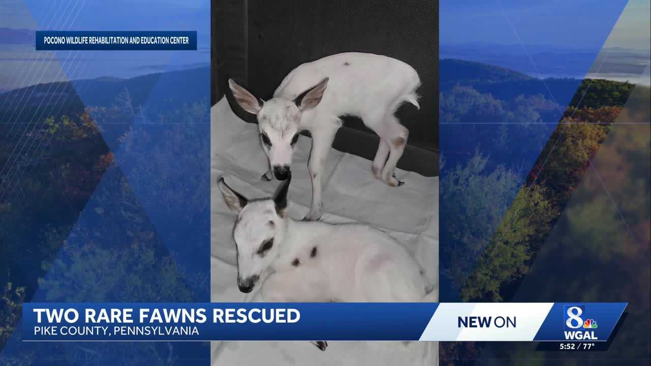 2 leucistic fawns, a rare occurrence in the deer population, rescued in ...