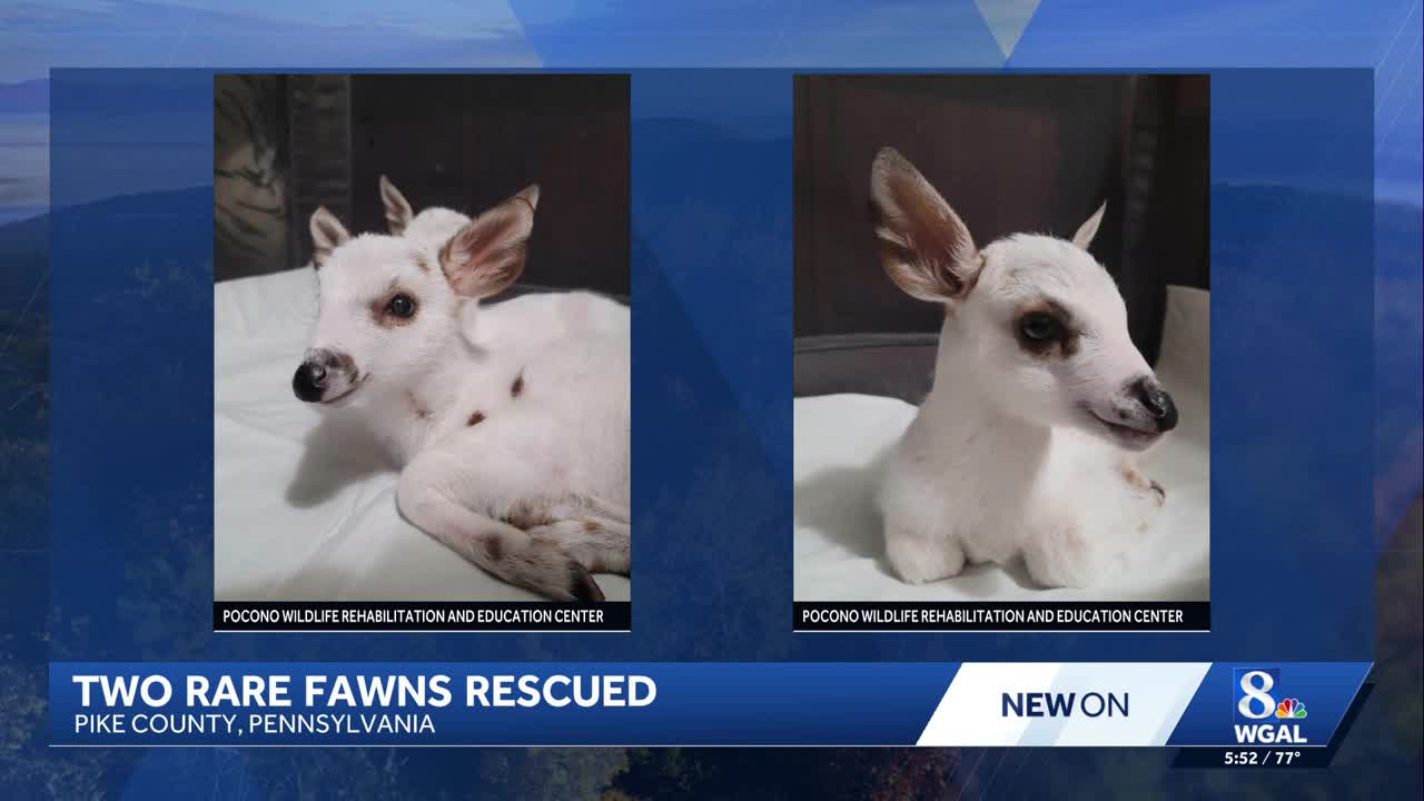 Rare leucistic fawns rescued in Pike County