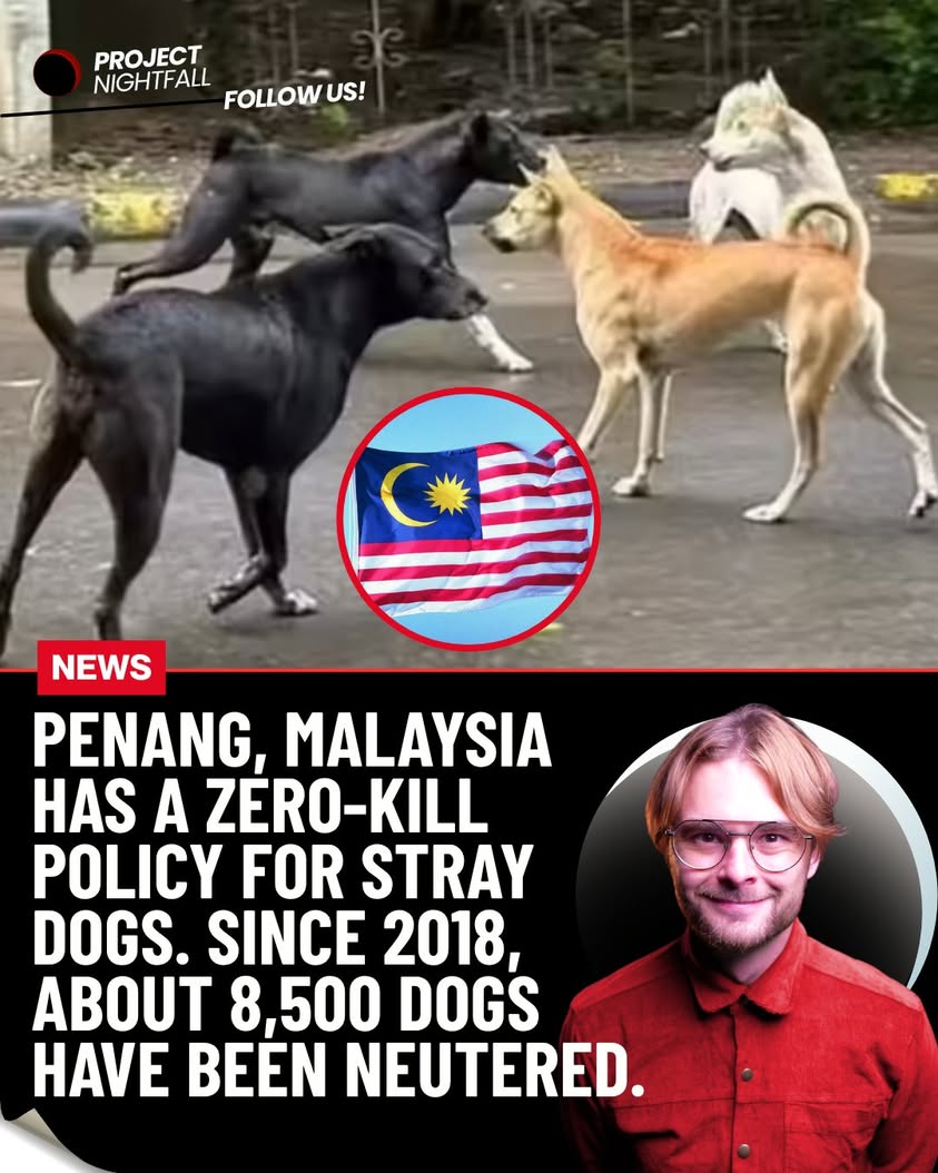 From death row to hope: Penang's radical compassion rescues 8,500 strays!