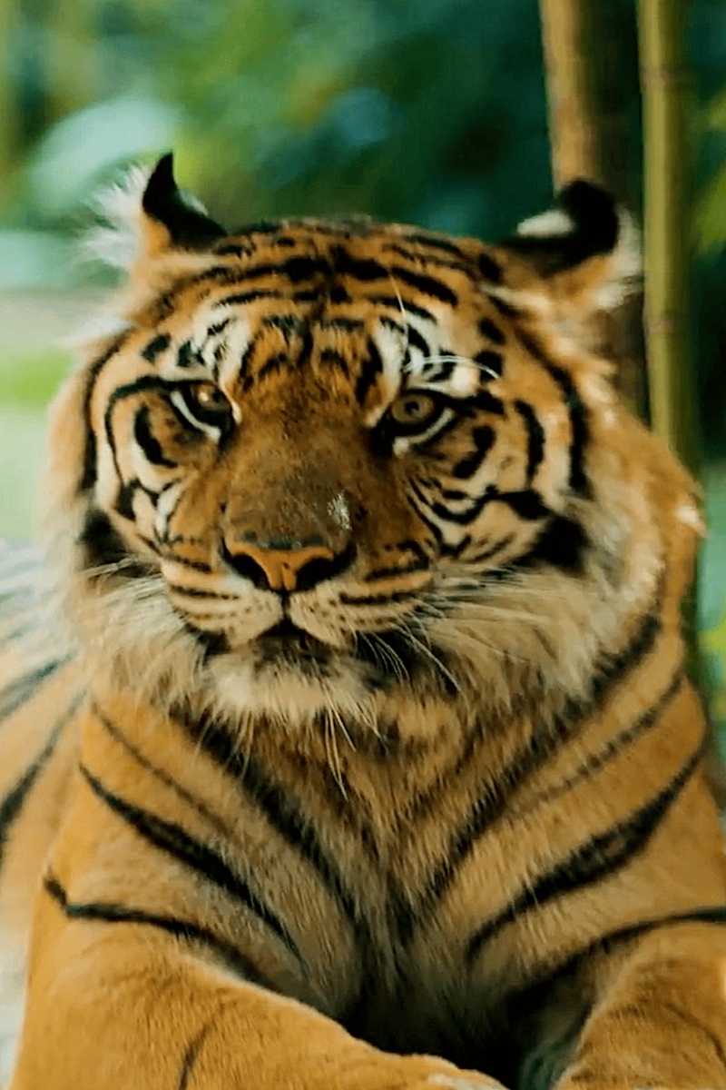 Scientists are trying to bring extinct species back with DNA