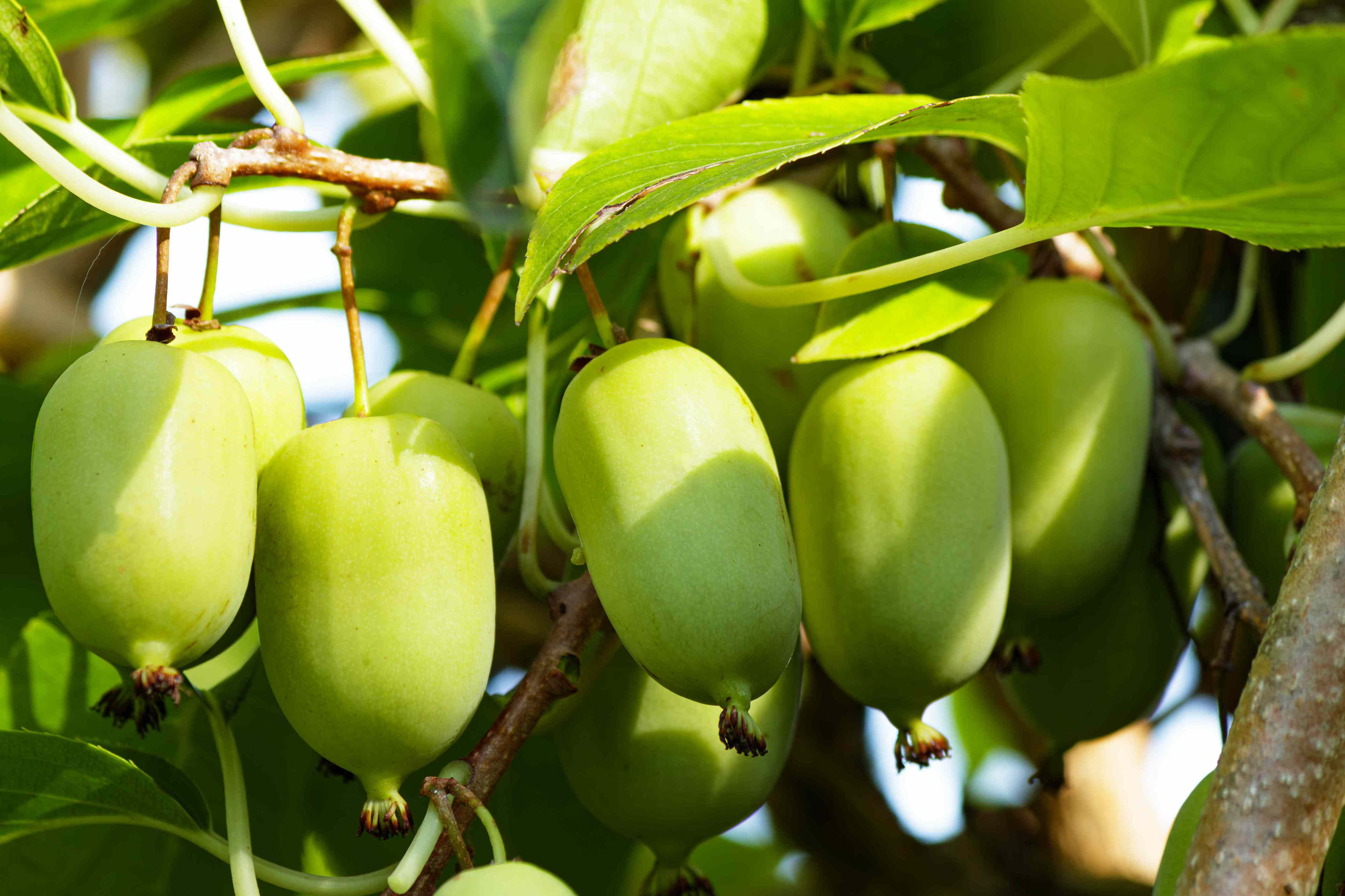 How to grow hardy kiwi, a cold-tolerant vine that produces sweet mini kiwis