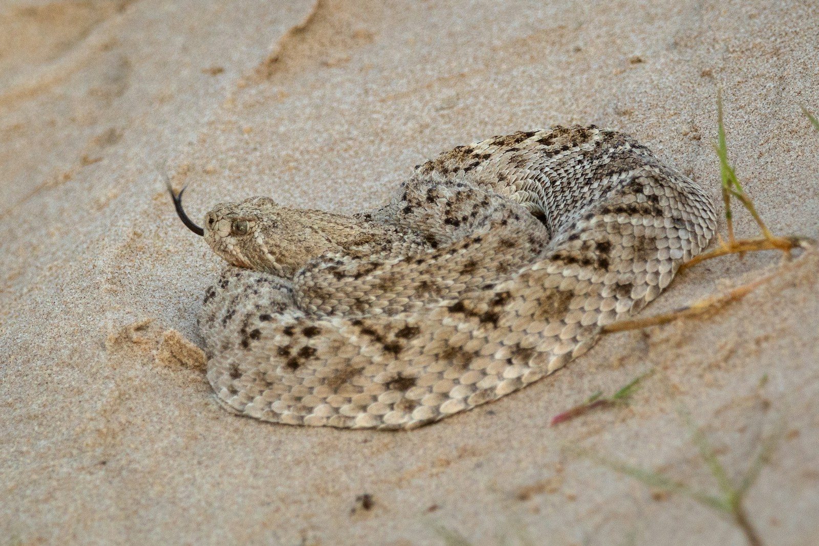The snake filled national parks every hiker should know about