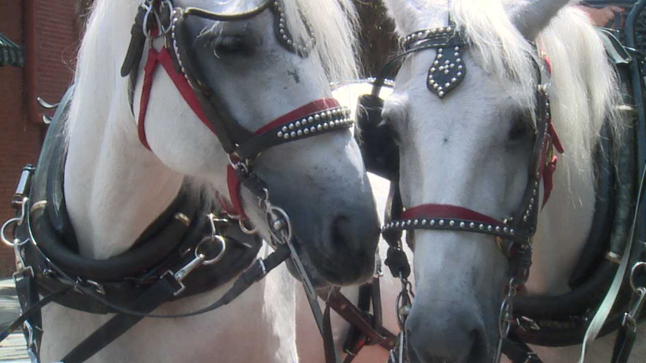 Court bars city of Savannah from enforcing horse carriage heat ...
