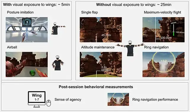 People were fitted with wings in VR and their brains started treating ...