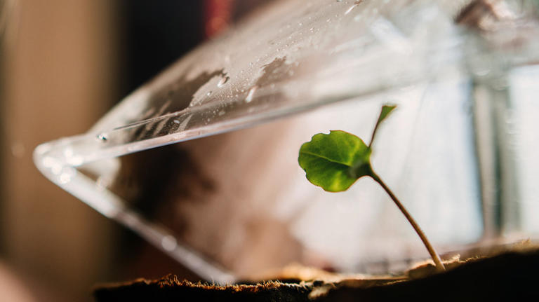This simple kitchen item transforms potted plants into mini greenhouses