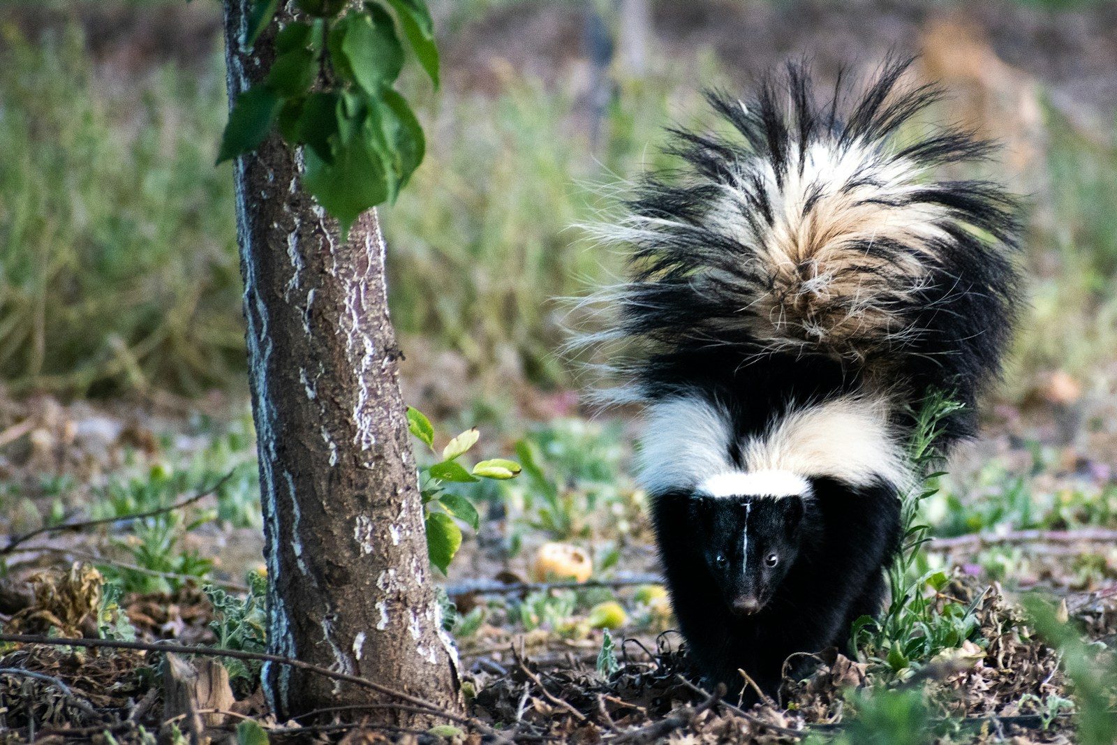 What to do if you discover a skunk living in your yard