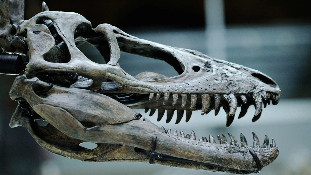 Study links T rex's tiny arms to powerful skull evolution