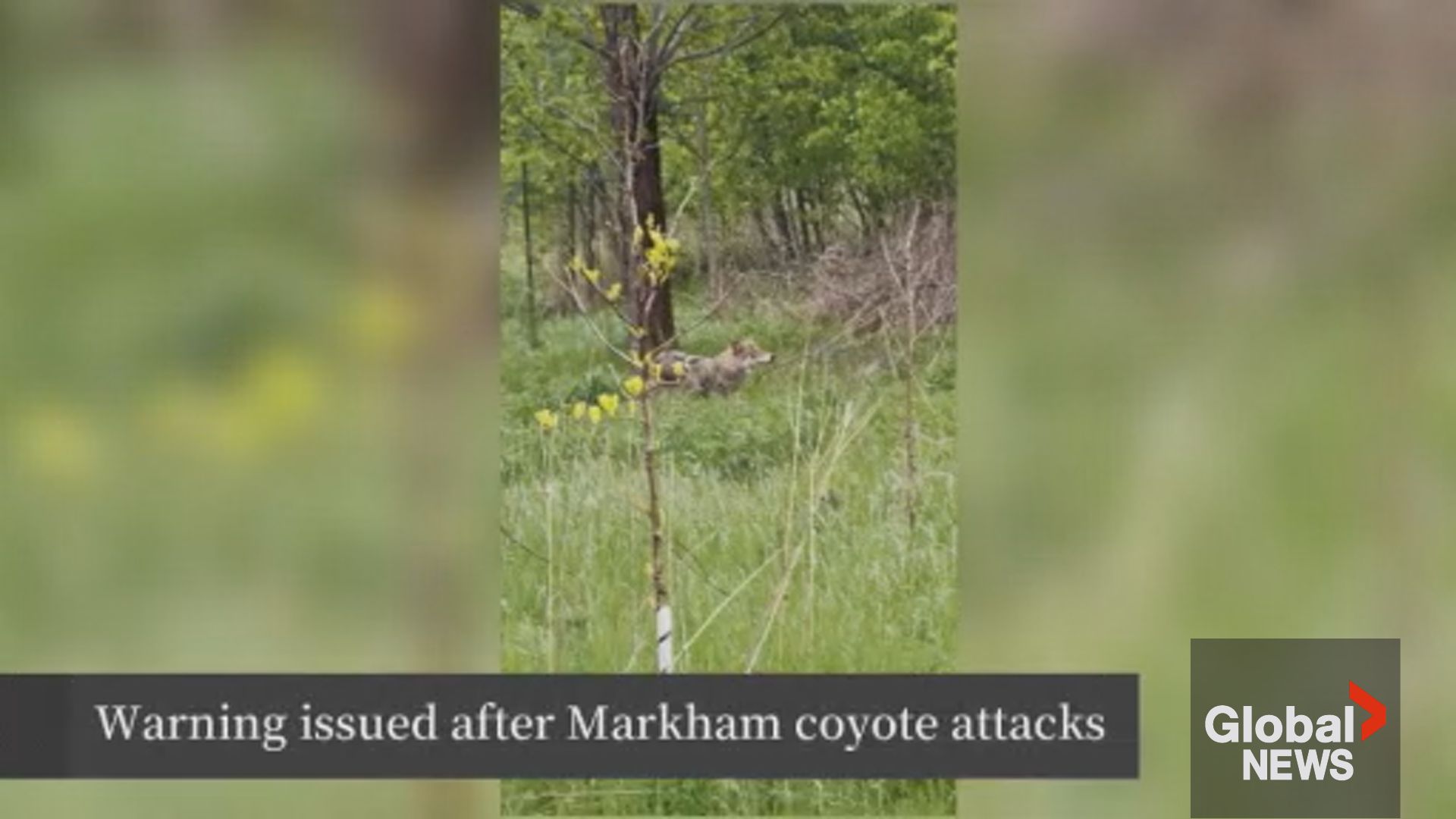 Coyote bites child in head near Toronto in 2nd attack in less than a week