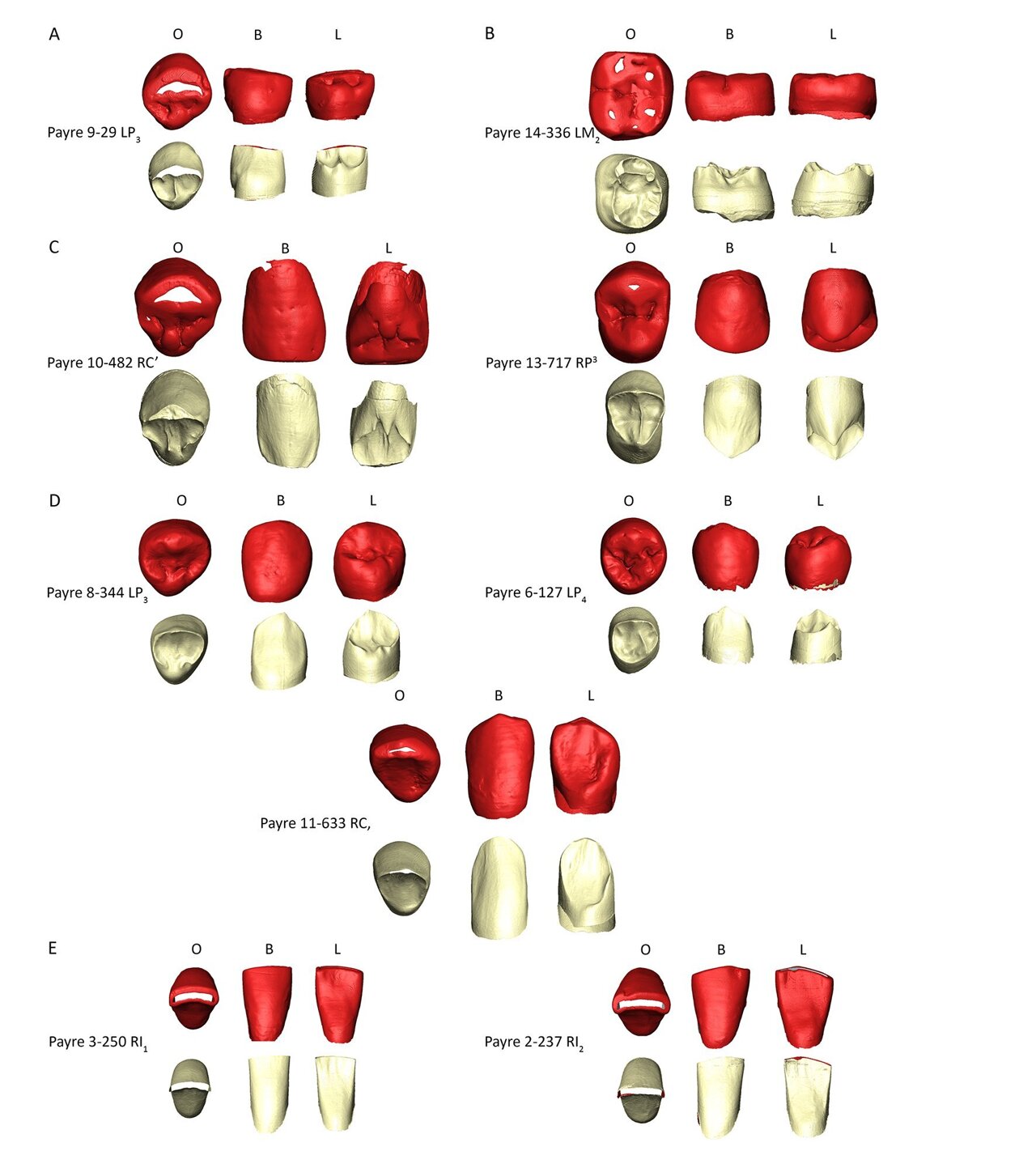 Payre fossils from Europe's earliest Neanderthals reveal dynamic ...