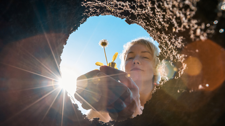 Before you plant daisies, you need to know these things