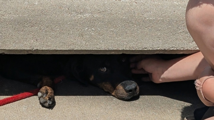 Pea Ridge police pull off Memorial Day rescue for dog stuck in storm drain
