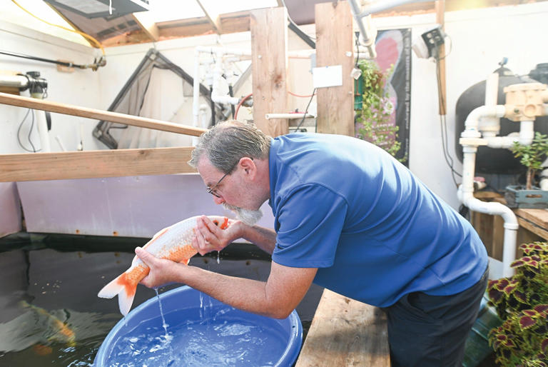 Playing it koi: Hobby turns into a business with colorful results