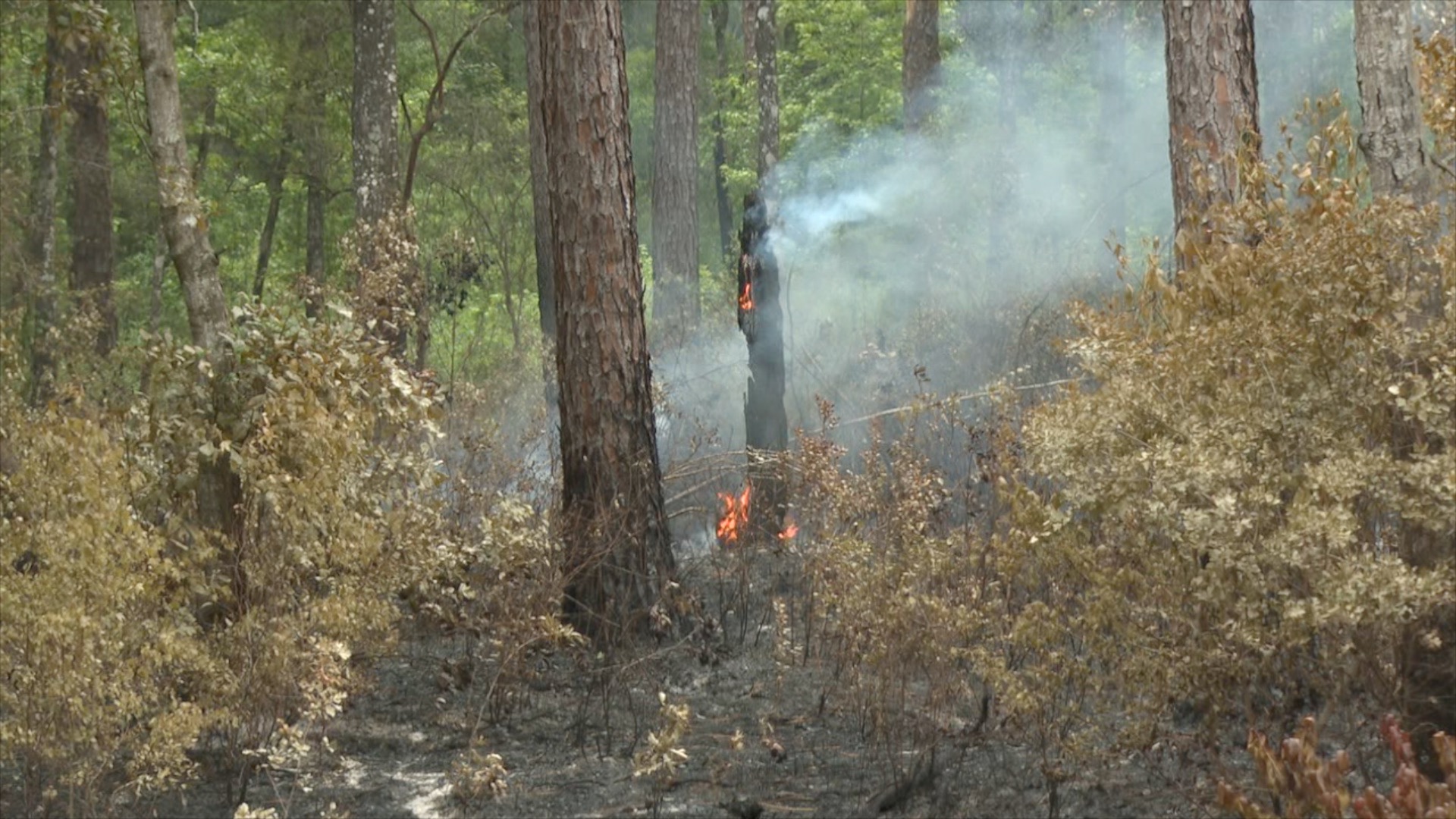 340 fire burns about 1,500 acres in Apalachicola National Forest near ...