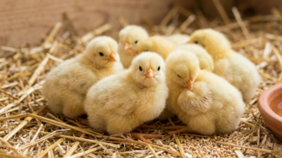 What seemed like science fiction has already happened: 26 chicks hatch ...