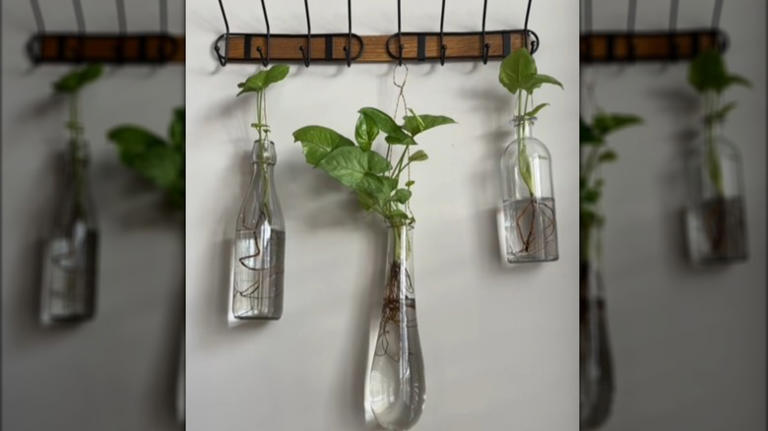 Woman uses Dollar Tree glass bottles to create a high-end hanging plant ...