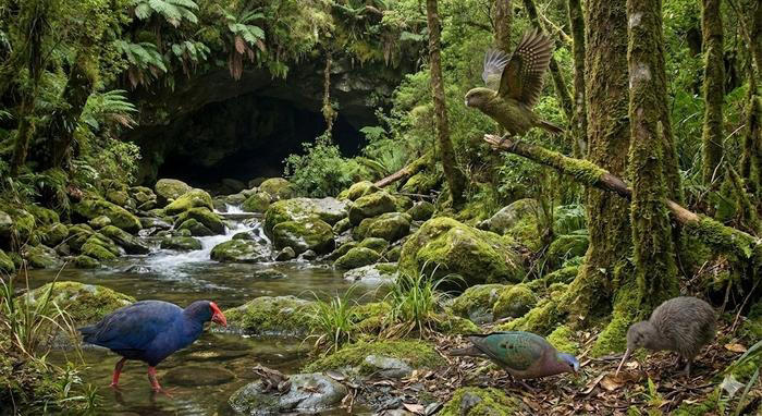 Scientists entered a New Zealand cave and uncovered 1 million-year-old ...