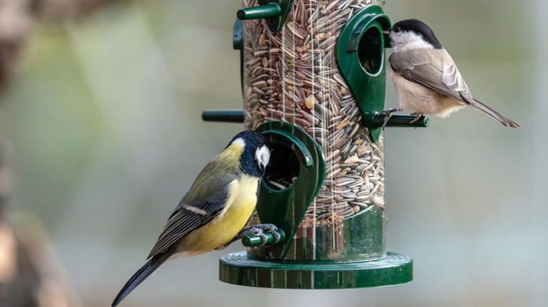 Don't toss an old bundt pan: Make a clever bird feeder cover instead