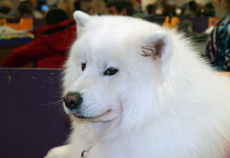 10 of the most expensive dogs to own (not just buy)