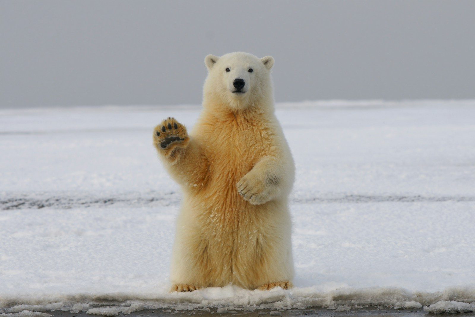 What happens when a hungry polar bear approaches humans in the Arctic