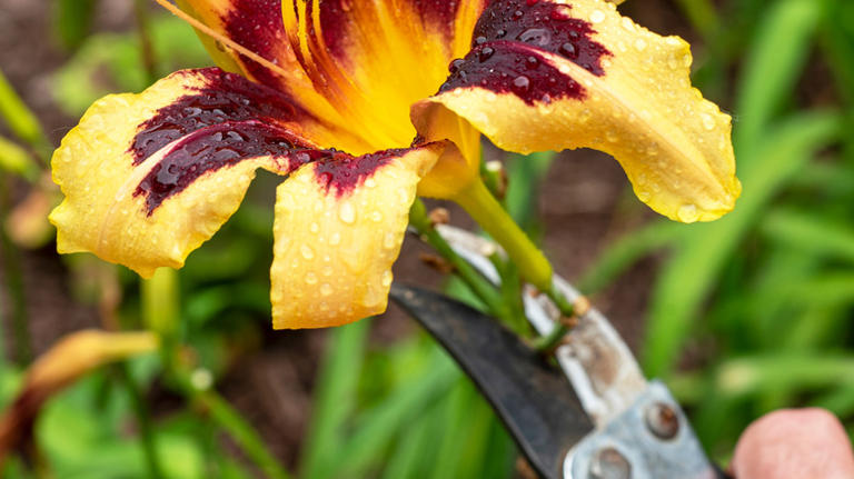 How to deadhead daylilies for nonstop blooms