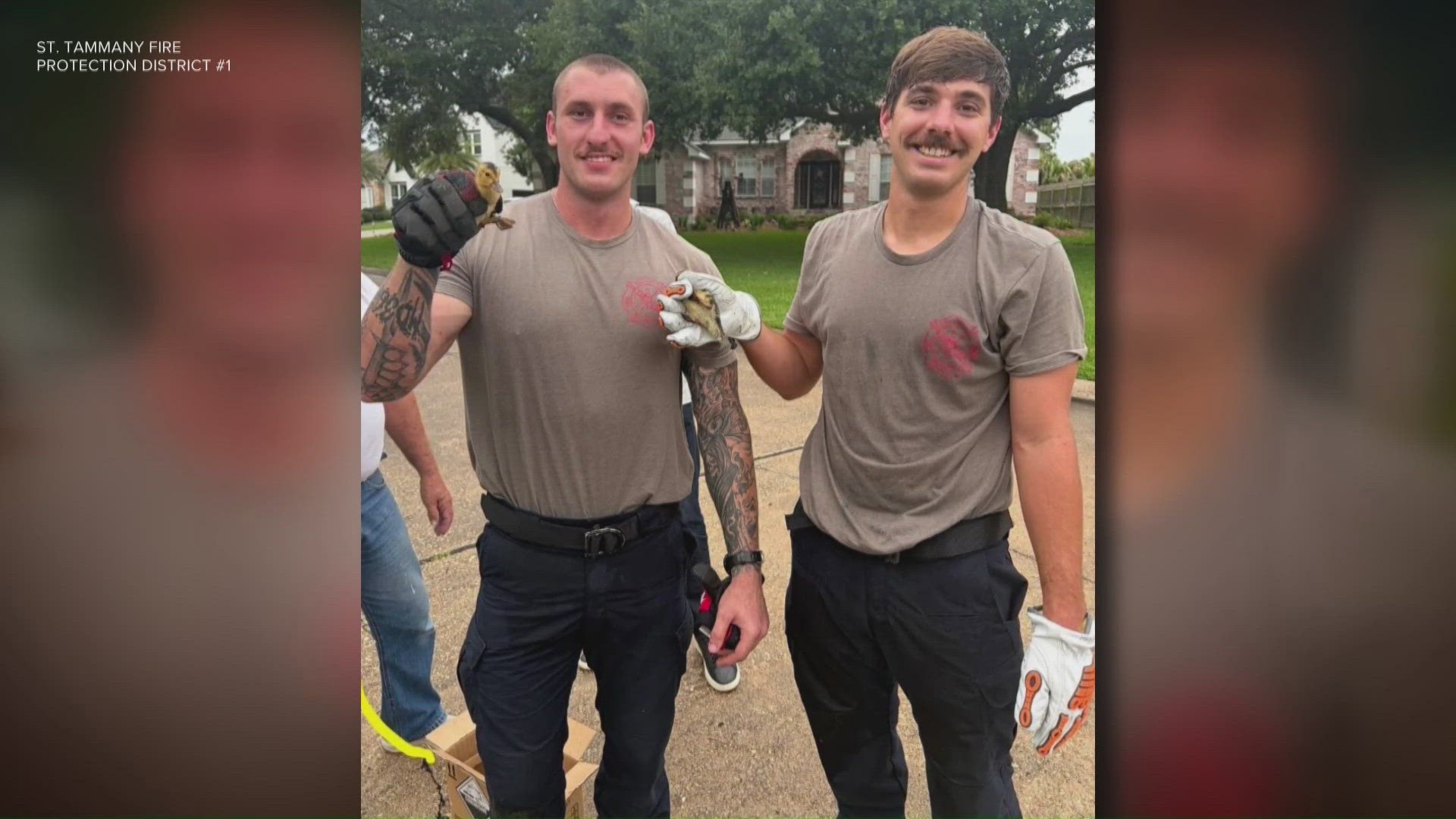 Slidell firefighters rescue pair of ducklings that slipped into a storm ...