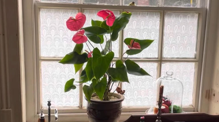 Forget blinds: There's a more beautiful way to add privacy to windows