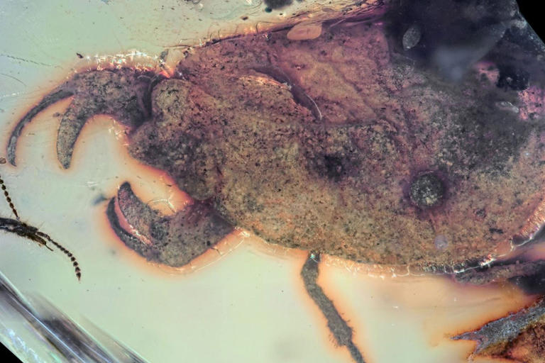 🦀 Giant clawed bug from 100 million years ago discovered in amber