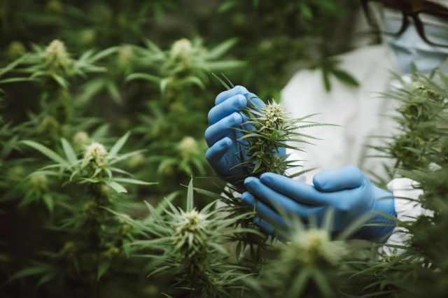 Scientists say hemp-based plastic could survive boiling water and break ...