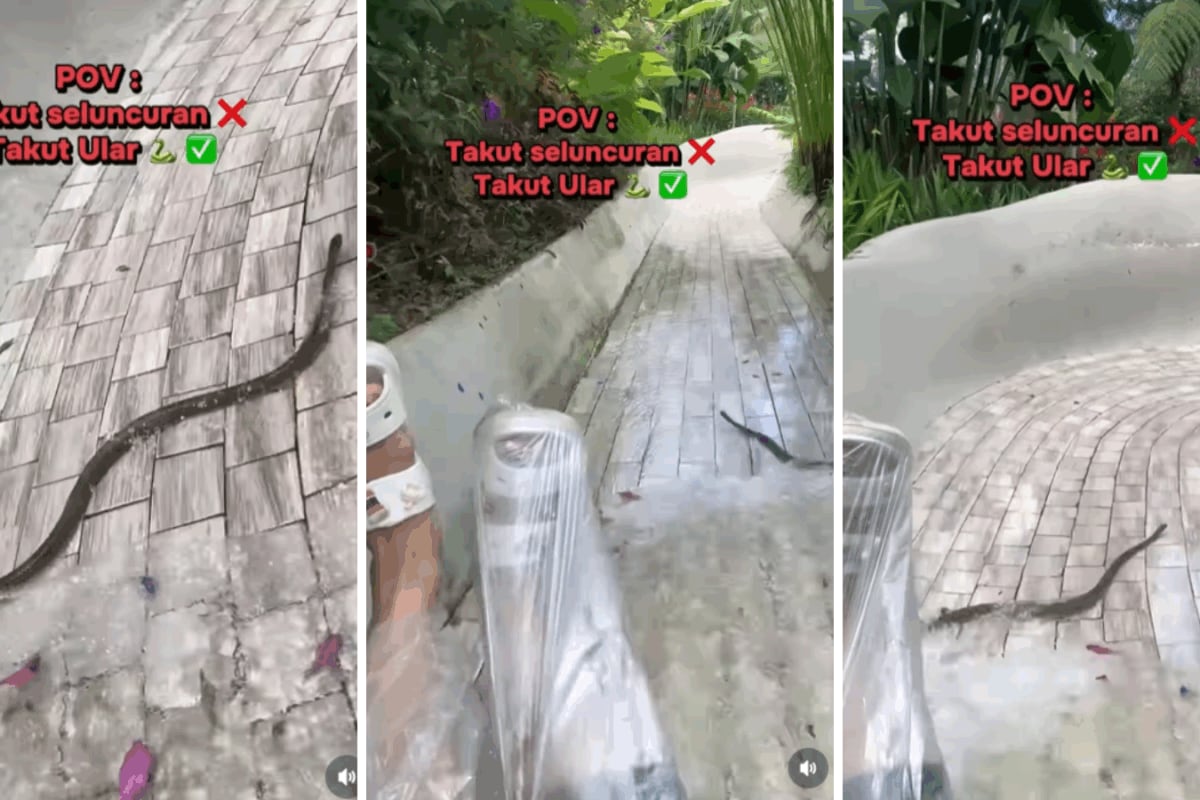 She's living my nightmare: Snake on waterslide leaves woman screaming ...