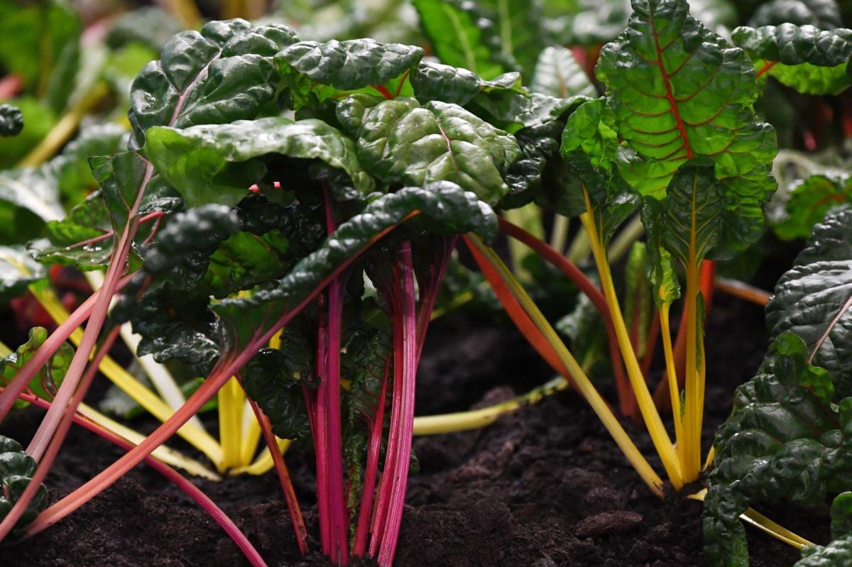 Bunt und gesund: Was Mangold alles kann und warum er so gut für uns ist