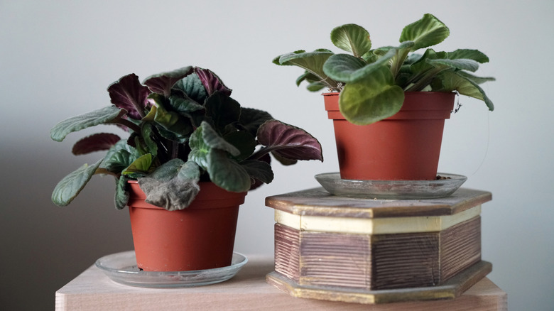 Use Dollar Tree plates to create stylish planter drip trays with a ...