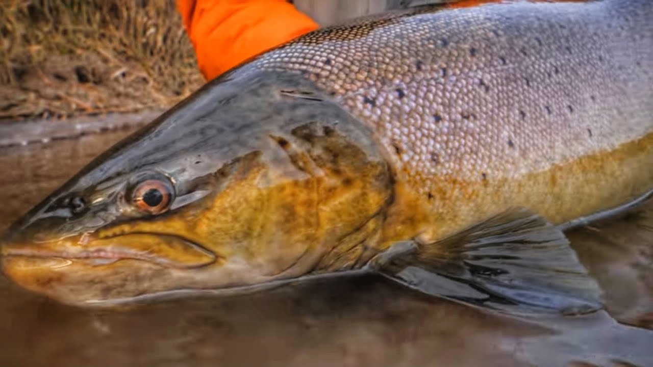The hunt - a quest for giant brown trout! - official short film