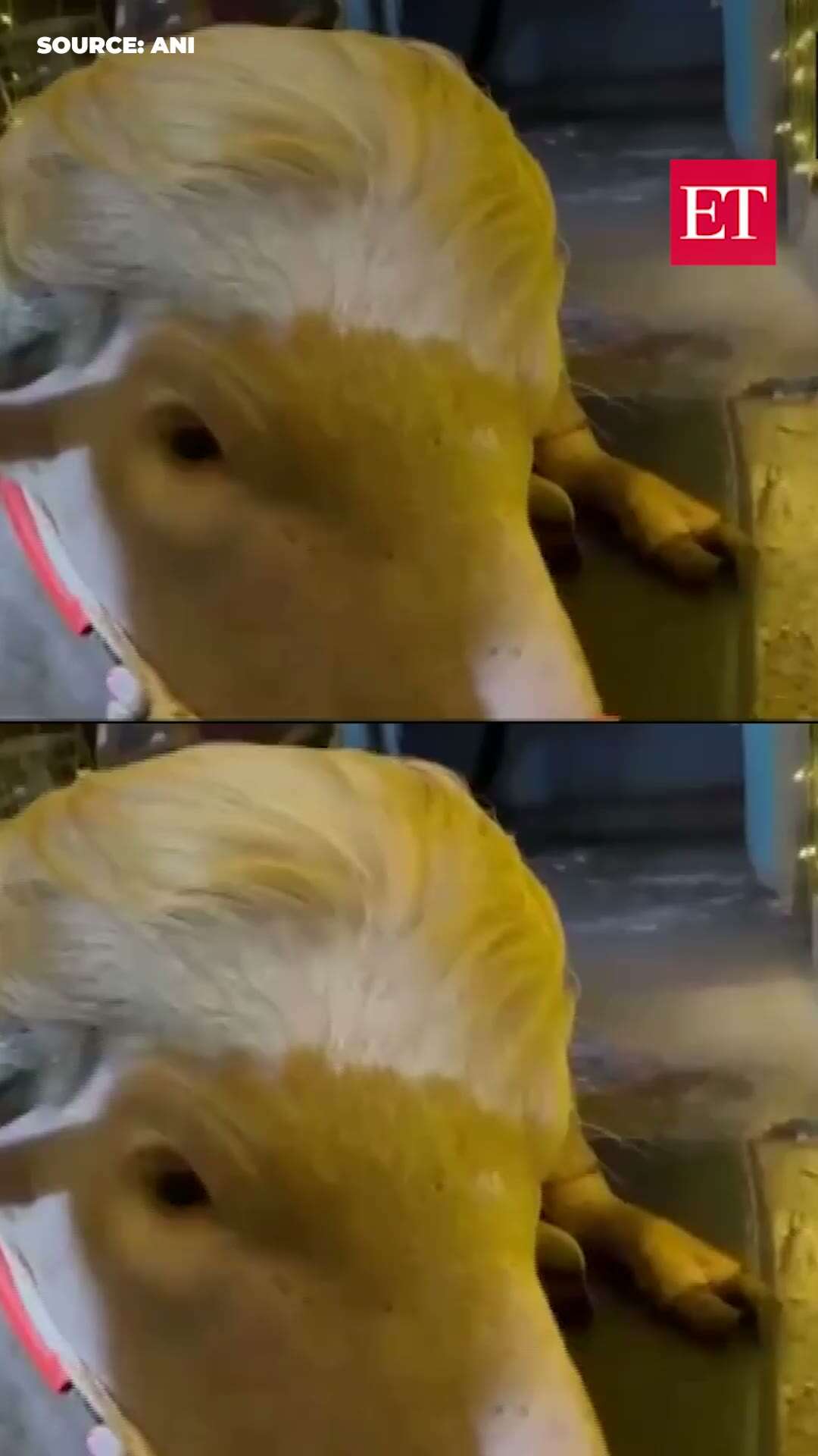 Albino buffalo nicknamed 'Donald Trump' draws Eid crowds in Bangladesh