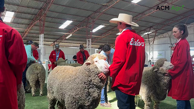 2026 Qld State Sheep Show